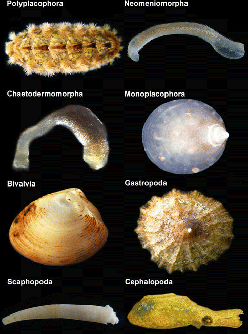 Mollusca | SpringerLink