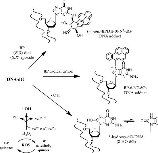 Exposure to Polycyclic Aromatic Hydrocarbons: Bulky DNA Adducts and Cellular Responses ...