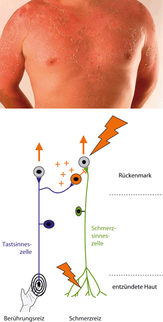 Tasten und Fühlen | SpringerLink
