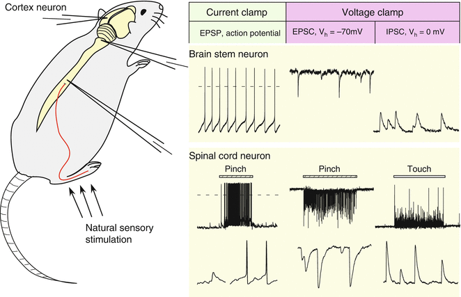 In Vivo Blind Patch-Clamp Recording Technique | SpringerLink