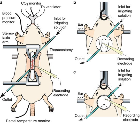 In Vivo Blind Patch-Clamp Recording Technique | SpringerLink