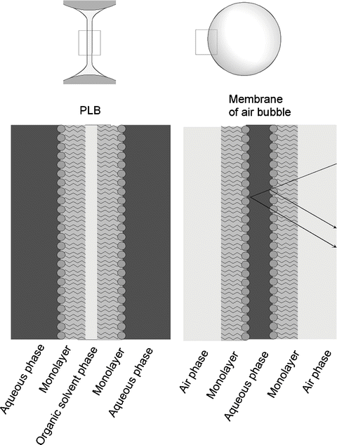 Planar Lipid Bilayer Method for Studying Channel Molecules | SpringerLink