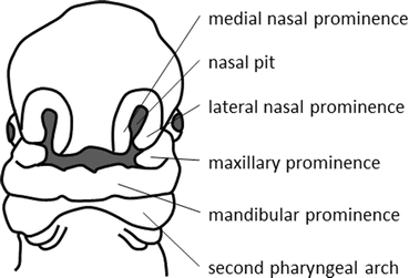 Development and Regeneration of the Nose and the Paranasal Sinuses ...