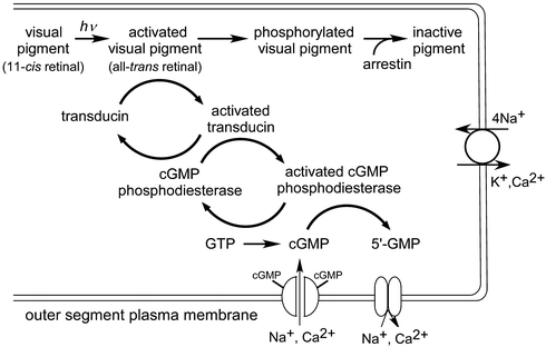 Phototransduction in Rods and Cones | SpringerLink