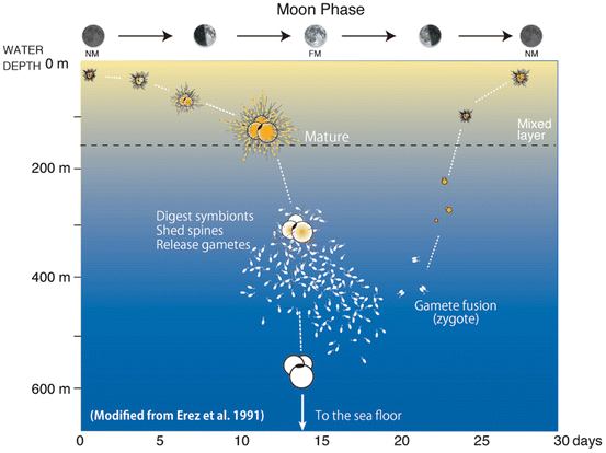 Planktic Foraminifera | SpringerLink