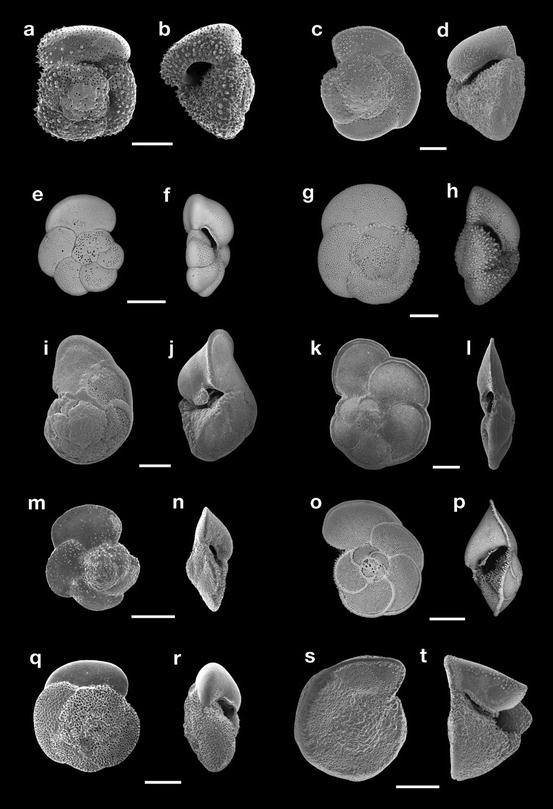 Planktic Foraminifera | SpringerLink