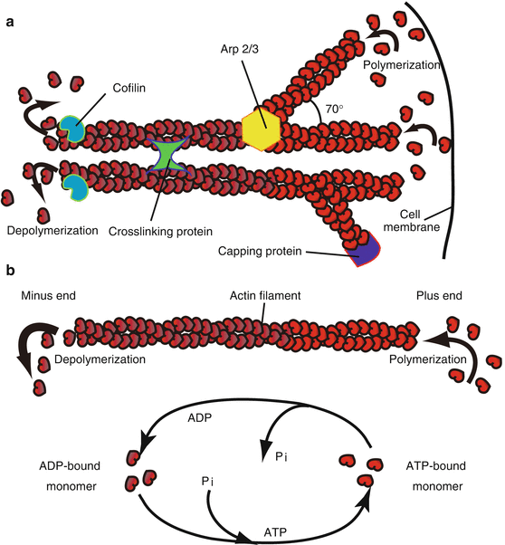 Regulation of Actin Cytoskeleton Dynamics in Migrating Cells | SpringerLink