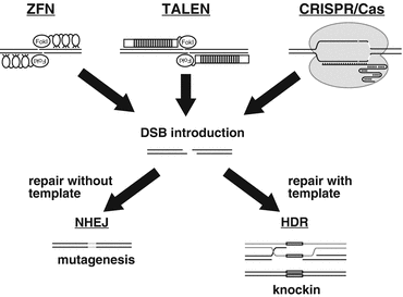 Genome Editing Using Zinc-Finger Nucleases (ZFNs) and Transcription ...