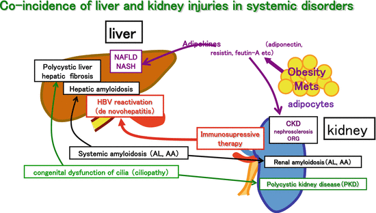 Physiological and Pathological Interactions Between Liver and Kidney ...