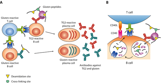 Transglutaminase 2 and Celiac Disease | SpringerLink