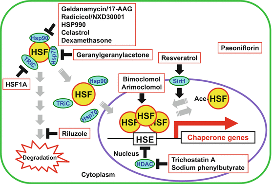 HSF1 Activation by Small Chemical Compounds for the Treatment of ...