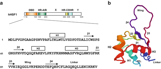 Structure and Function of the HSF Family Members | SpringerLink