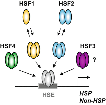 Structure and Function of the HSF Family Members | SpringerLink