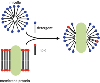 Overview of Membrane Protein Purification and Crystallization ...