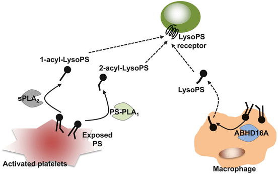 Lysophosphatidylserine as an Inflammatory Mediator | SpringerLink