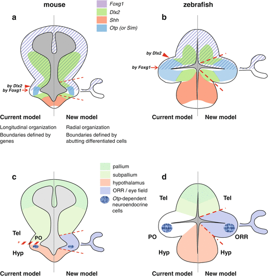 Overview of Brain Evolution: Lobe-Finned Fish vs. Ray-Finned Fish ...
