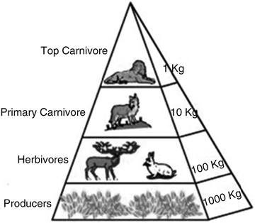 Biomass Production in Food Chain and Its Role at Trophic Levels ...