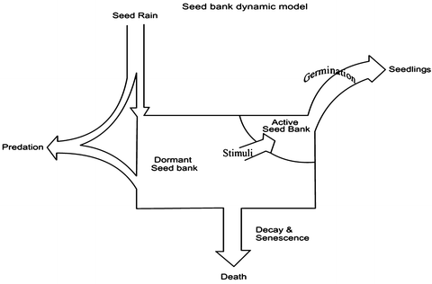 Soil Seed Bank Dynamics: History and Ecological Significance in ...