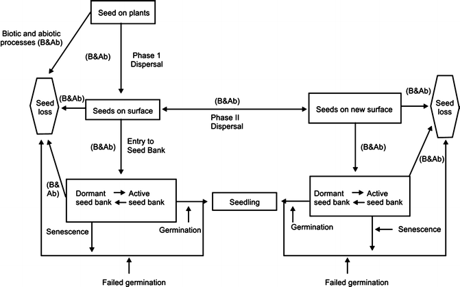 Soil Seed Bank Dynamics: History and Ecological Significance in ...