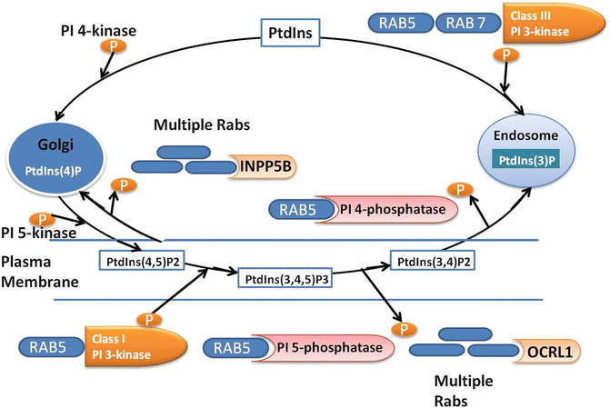 Plant Rab GTPases in Membrane Trafficking and Signalling | SpringerLink