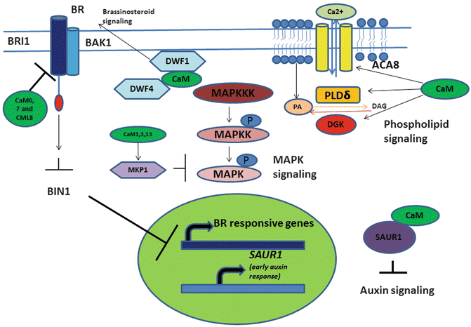 Role of Calcium/Calmodulin in Plant Stress Response and Signaling ...