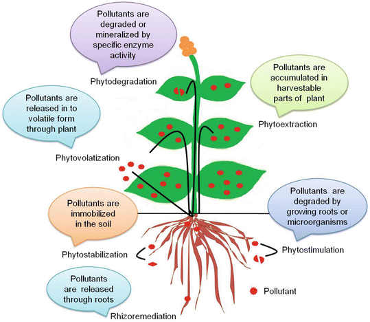 Rhizospheric Plant-Microbe Interactions: Key Factors to Soil Fertility ...