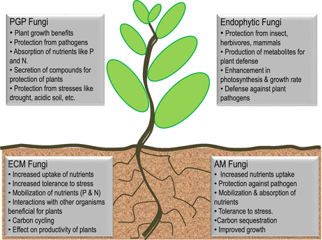 Role of Microorganisms in Plant Nutrition and Health | SpringerLink