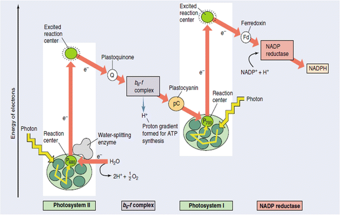 Photosynthesis | SpringerLink