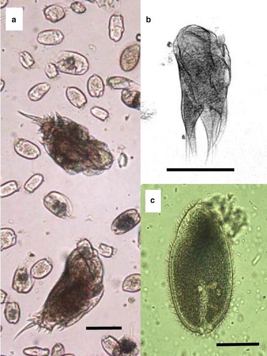 Rumen Protozoa | SpringerLink