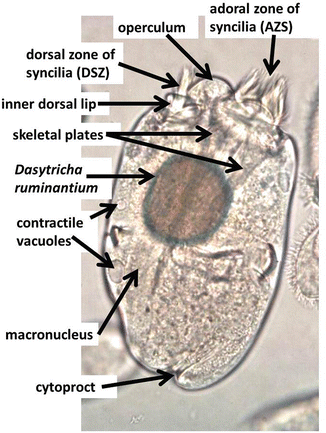 Rumen Protozoa | SpringerLink
