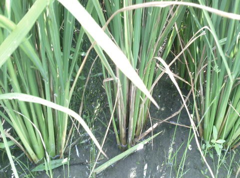 Sheath Blight Disease of Paddy and Their Management | SpringerLink