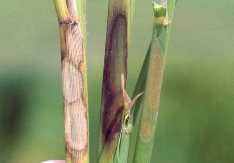 Sheath Blight Disease of Paddy and Their Management | SpringerLink