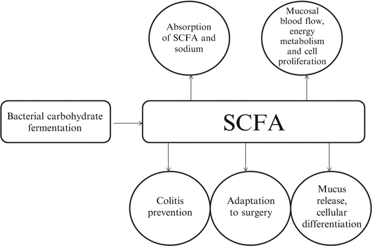Short-Chain Fatty Acids | SpringerLink