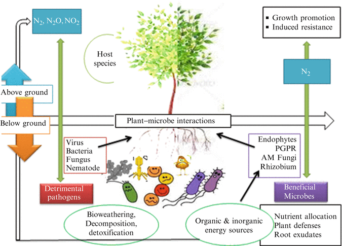 Omics-Driven Approaches in Plant–Microbe Interaction | SpringerLink