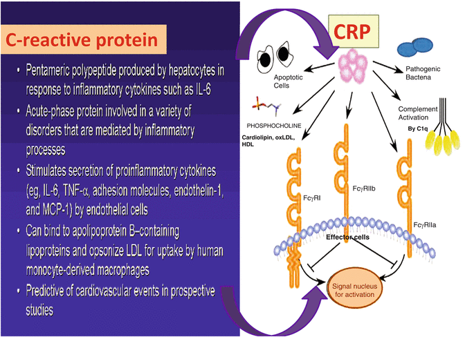 C-Reactive Protein: A Clinical Marker in Cardiovascular Disease ...