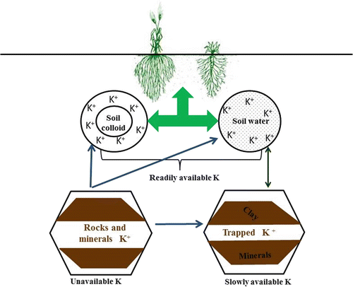 Dynamics of Potassium and Their Bioavailability for Plant Nutrition ...