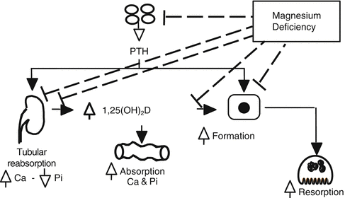 Hypoparathyroidism During Magnesium Deficiency or Excess | SpringerLink