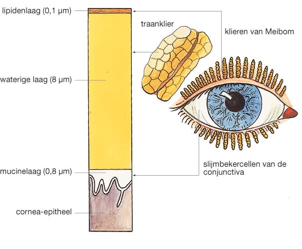 2 Fysiologie | SpringerLink