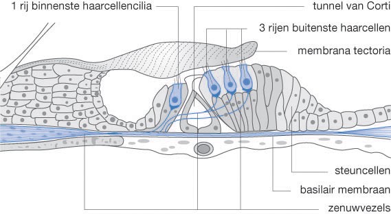 1 Anatomie en fysiologie van het oor | SpringerLink