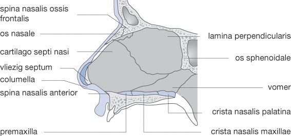 9 Anatomie en fysiologie van de neus | SpringerLink