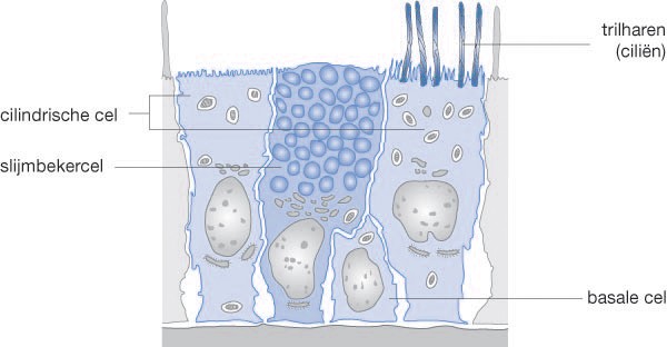 9 Anatomie en fysiologie van de neus | SpringerLink