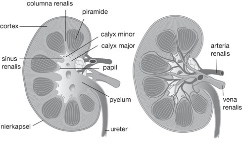 1 Nieren en pyelum-ureter: anatomie en fysiologie | SpringerLink