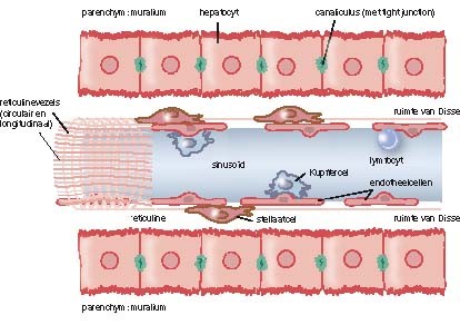 3 Anatomie en histologie | SpringerLink