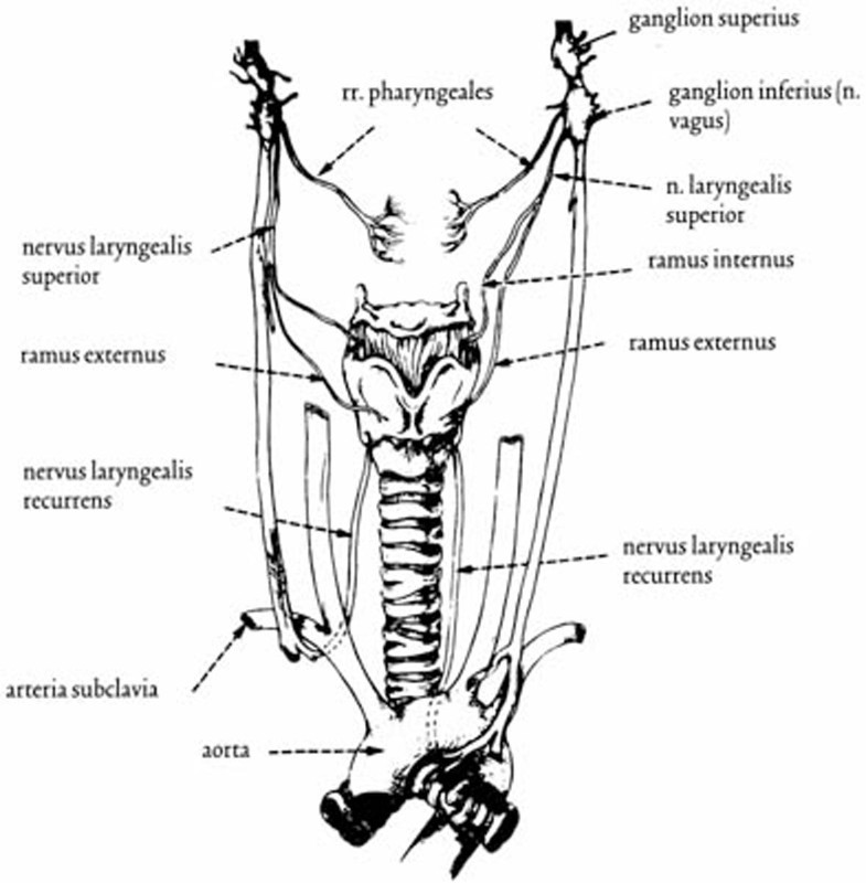 Perifere anatomie: ademapparaat en bovenste luchtwegen | SpringerLink