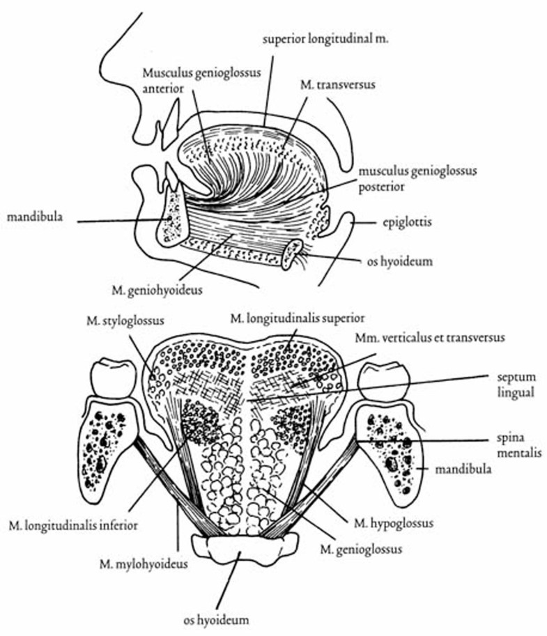 Perifere anatomie: ademapparaat en bovenste luchtwegen | SpringerLink