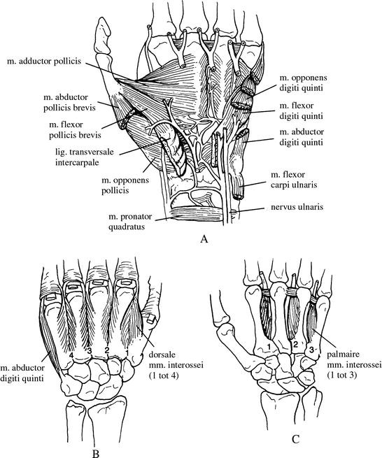 17 Biomechanica van de hand | SpringerLink