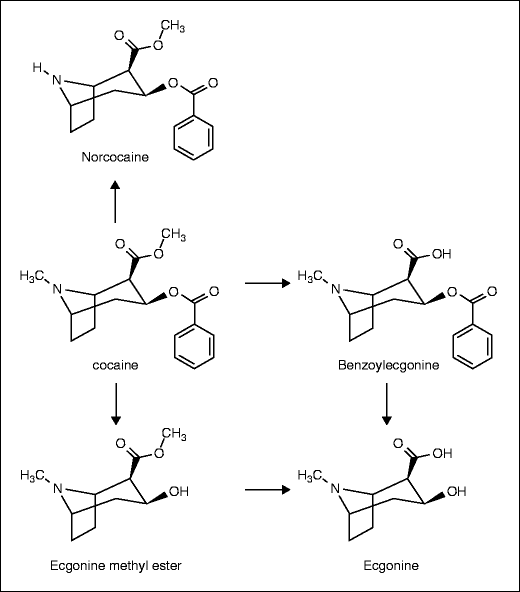 Pharmacology of Cocaine | SpringerLink