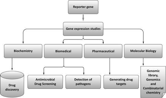 Reporter Gene | SpringerLink
