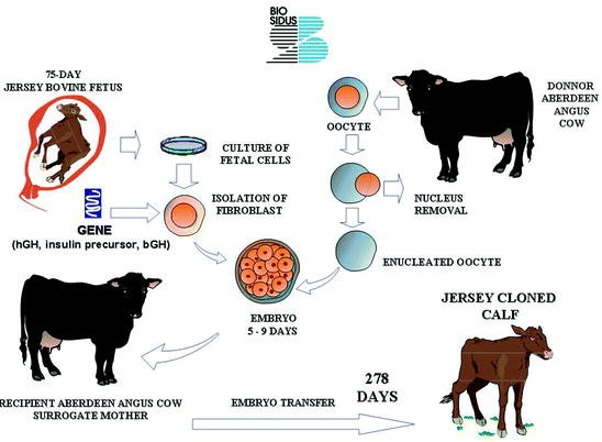 Therapeutic Proteins from Transgenic Cows’ Milk | SpringerLink
