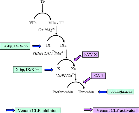 Blood Coagulation Factor IX/Factor X-Binding Protein | SpringerLink
